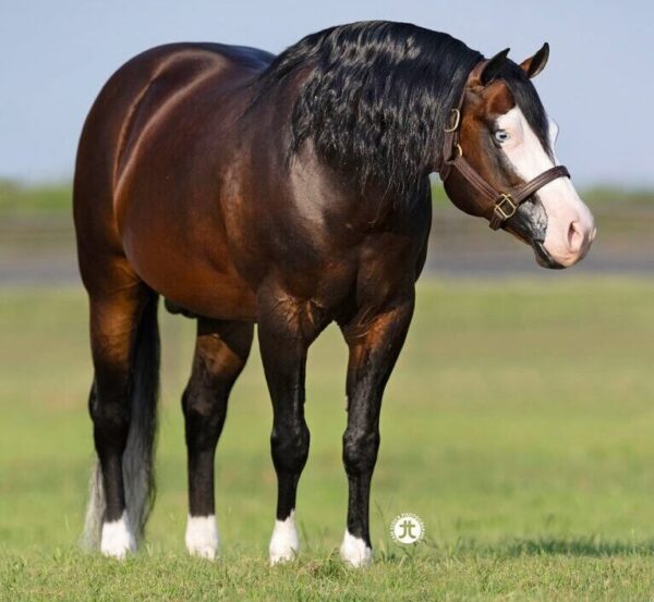 TRICKED OUT SPOOK - IN FOAL PARTNERS QUARTER HORSE STALLIONS