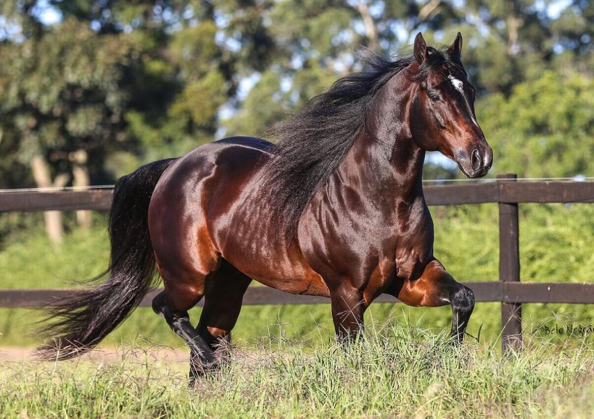 MEGA WATT SHINE - IN FOAL PARTNERS QUARTER HORSE STALLIONS