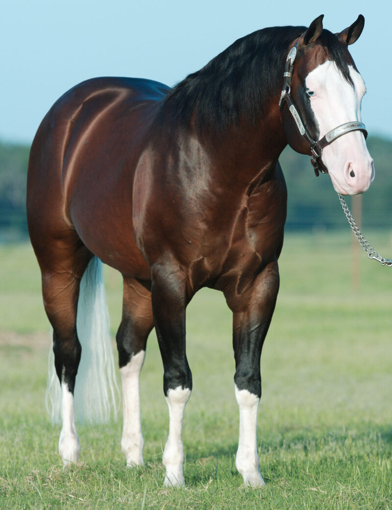 SPOOKS GOTTA GUN - IN FOAL PARTNERS QUARTER HORSE STALLIONS