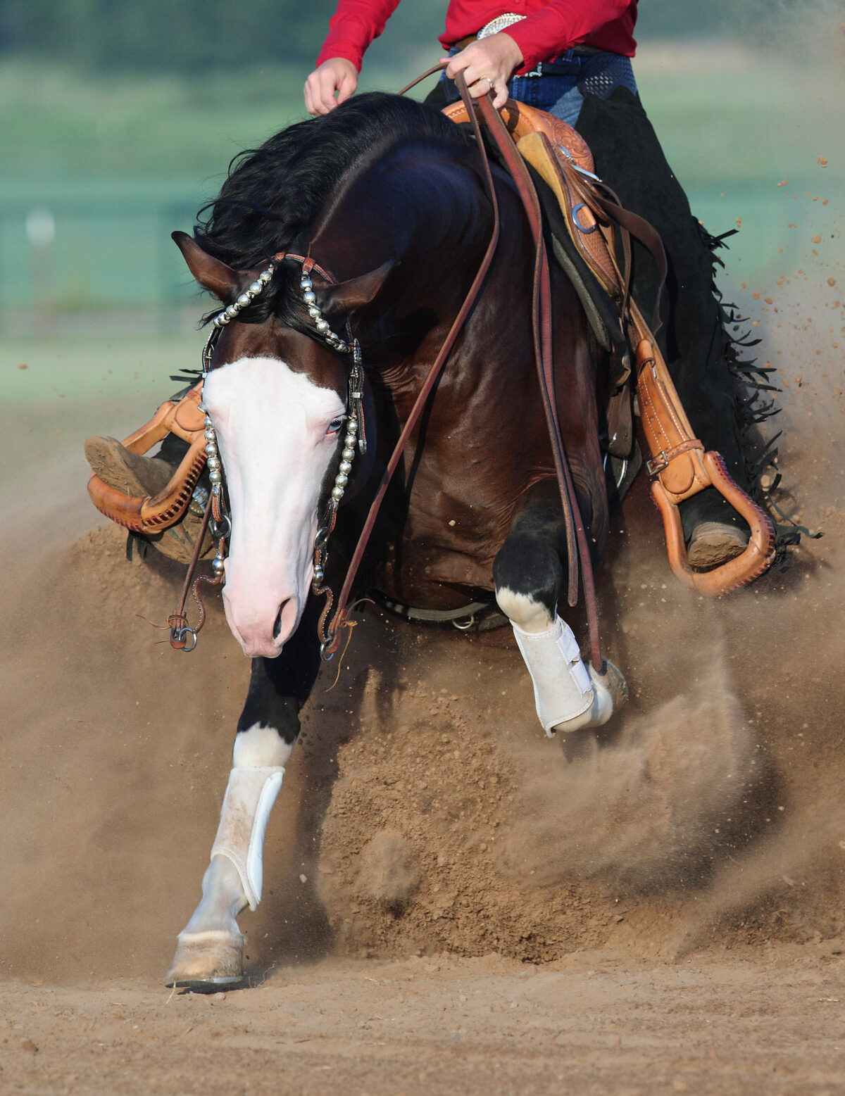 SPOOKS GOTTA GUN - IN FOAL PARTNERS QUARTER HORSE STALLIONS