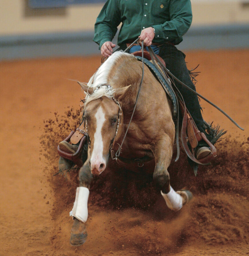 WIMPYS LITTLE STEP - IN FOAL PARTNERS QUARTER HORSE STALLIONS