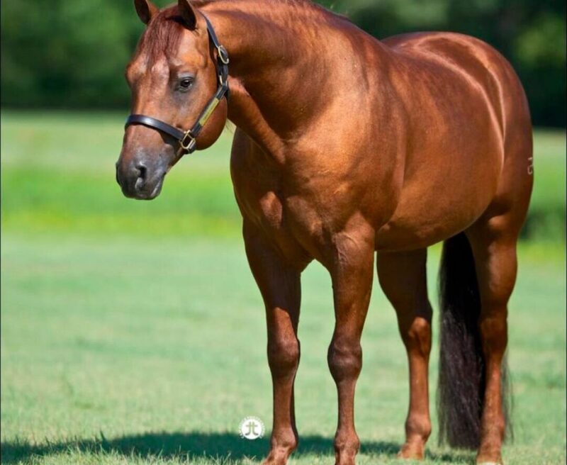 ARC GUNNA SPARKYA - IN FOAL PARTNERS QUARTER HORSE STALLIONS