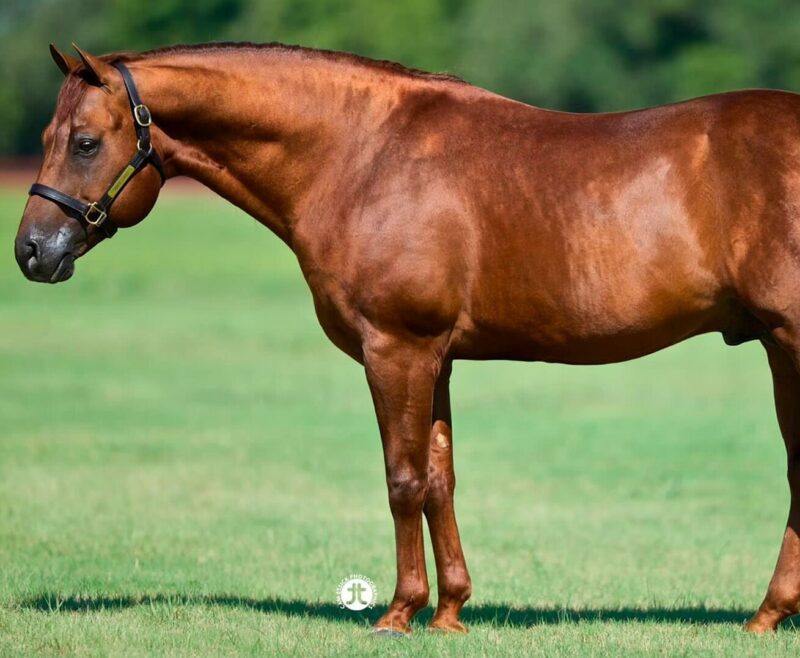 ARC GUNNA SPARKYA - IN FOAL PARTNERS QUARTER HORSE STALLIONS