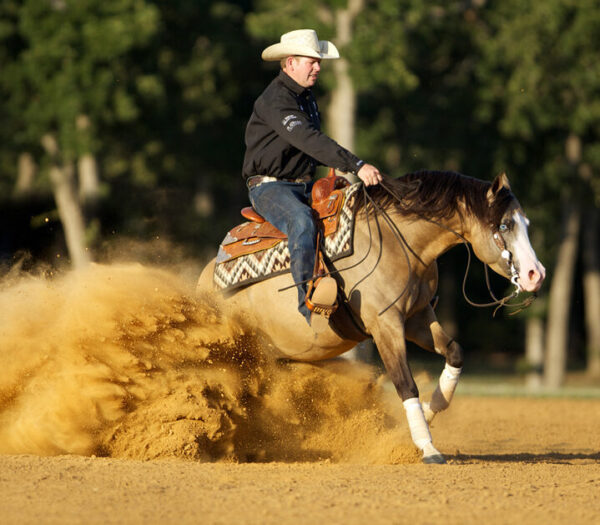 HF MOBSTER - IN FOAL PARTNERS QUARTER HORSE STALLIONS