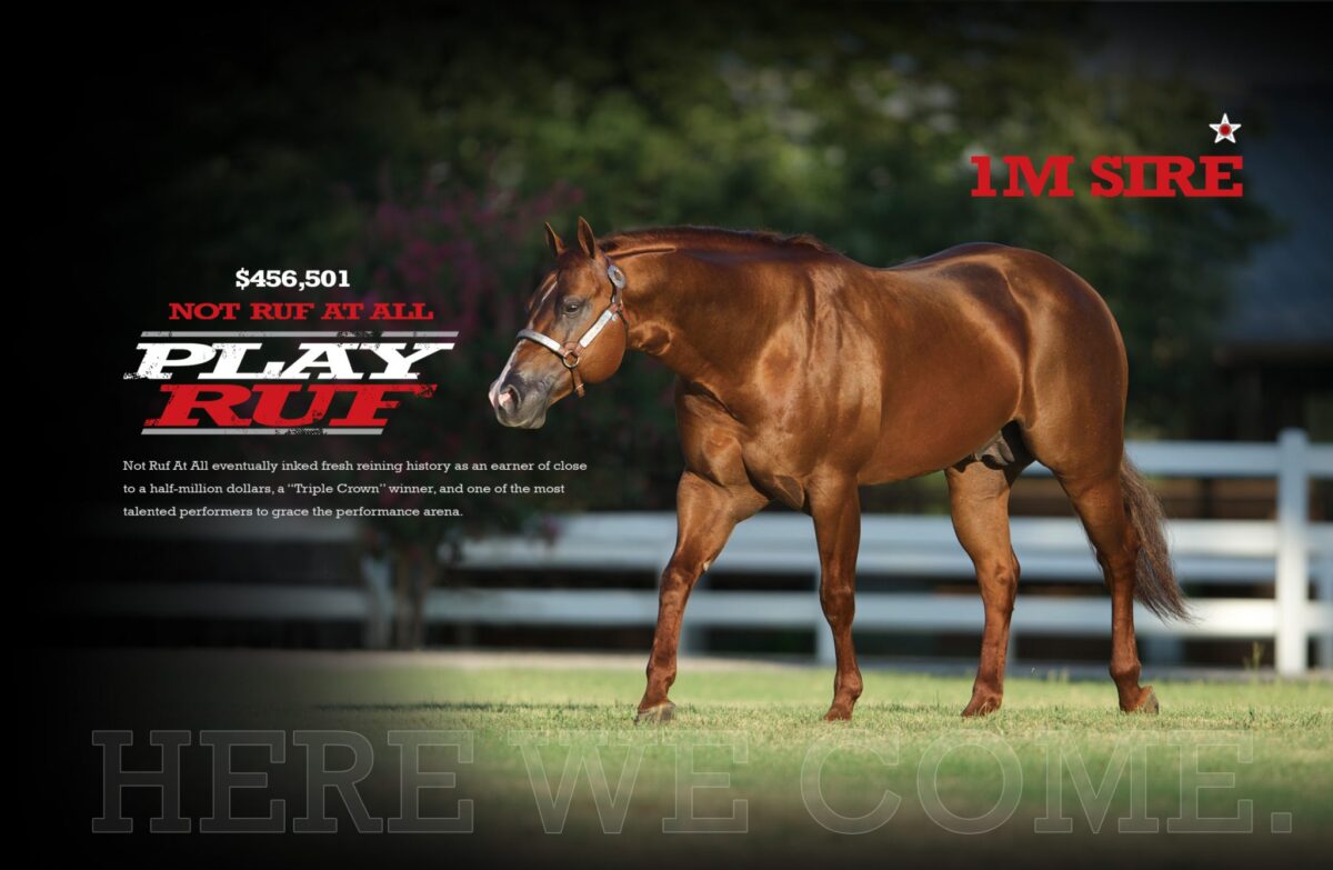 NOT RUF AT ALL - IN FOAL PARTNERS QUARTER HORSE STALLIONS