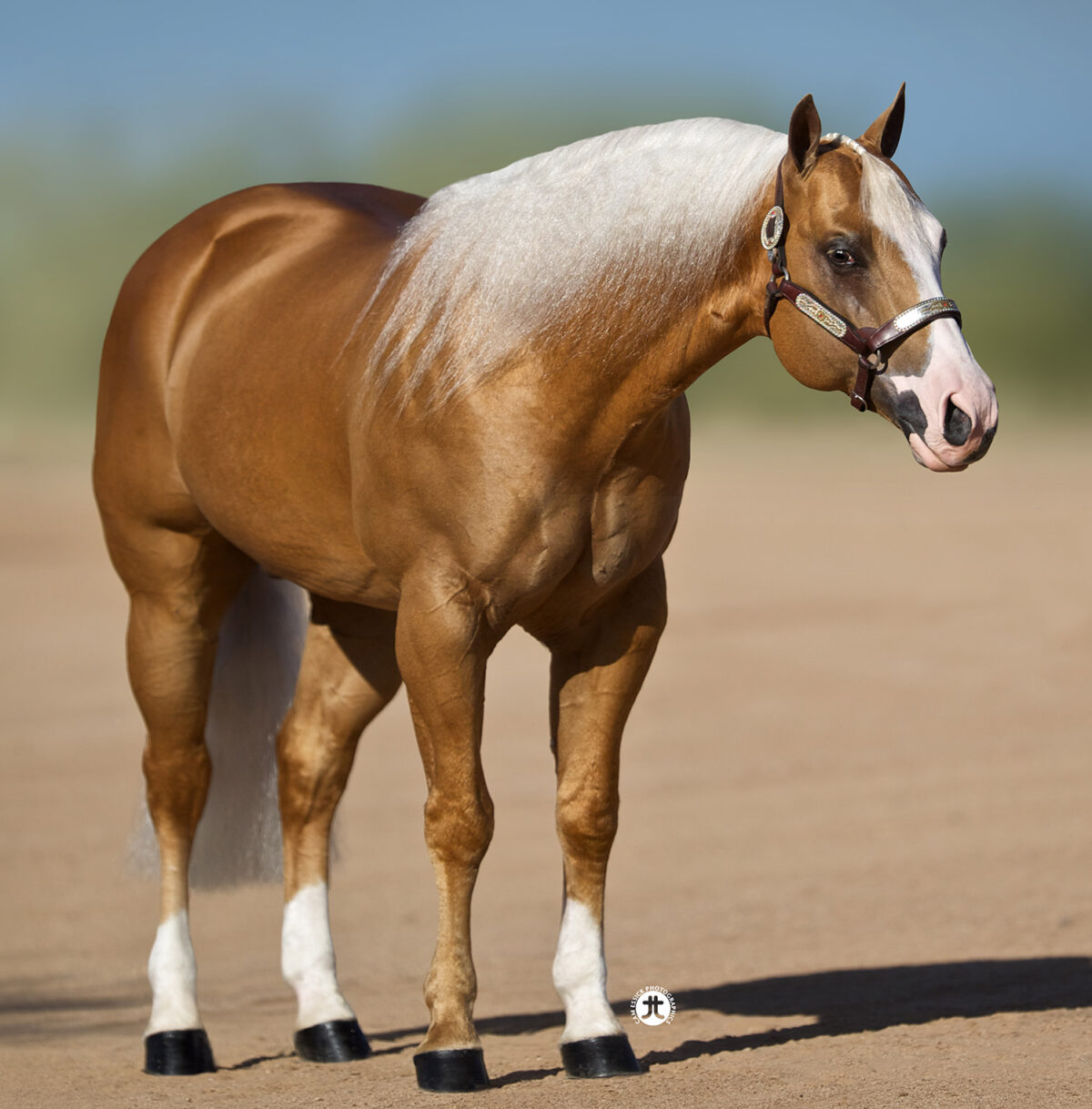 MODERN GUN - IN FOAL PARTNERS QUARTER HORSE STALLIONS
