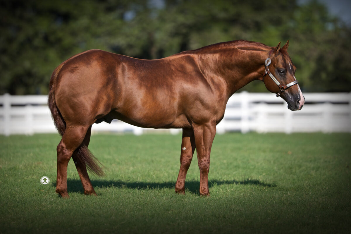 NOT RUF AT ALL - IN FOAL PARTNERS QUARTER HORSE STALLIONS