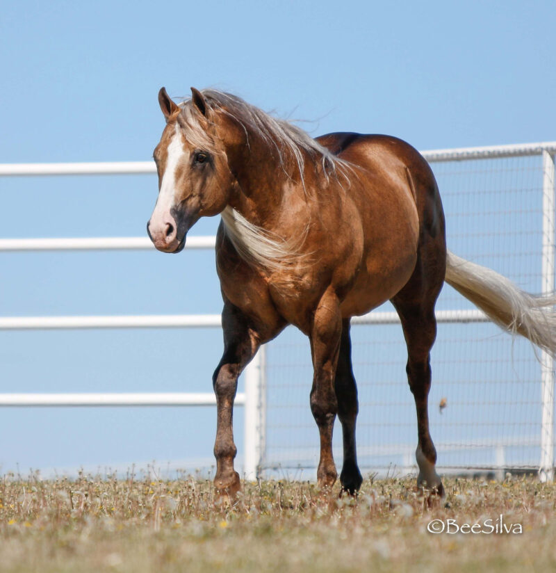 WIMPYS LITTLE STEP - IN FOAL PARTNERS QUARTER HORSE STALLIONS