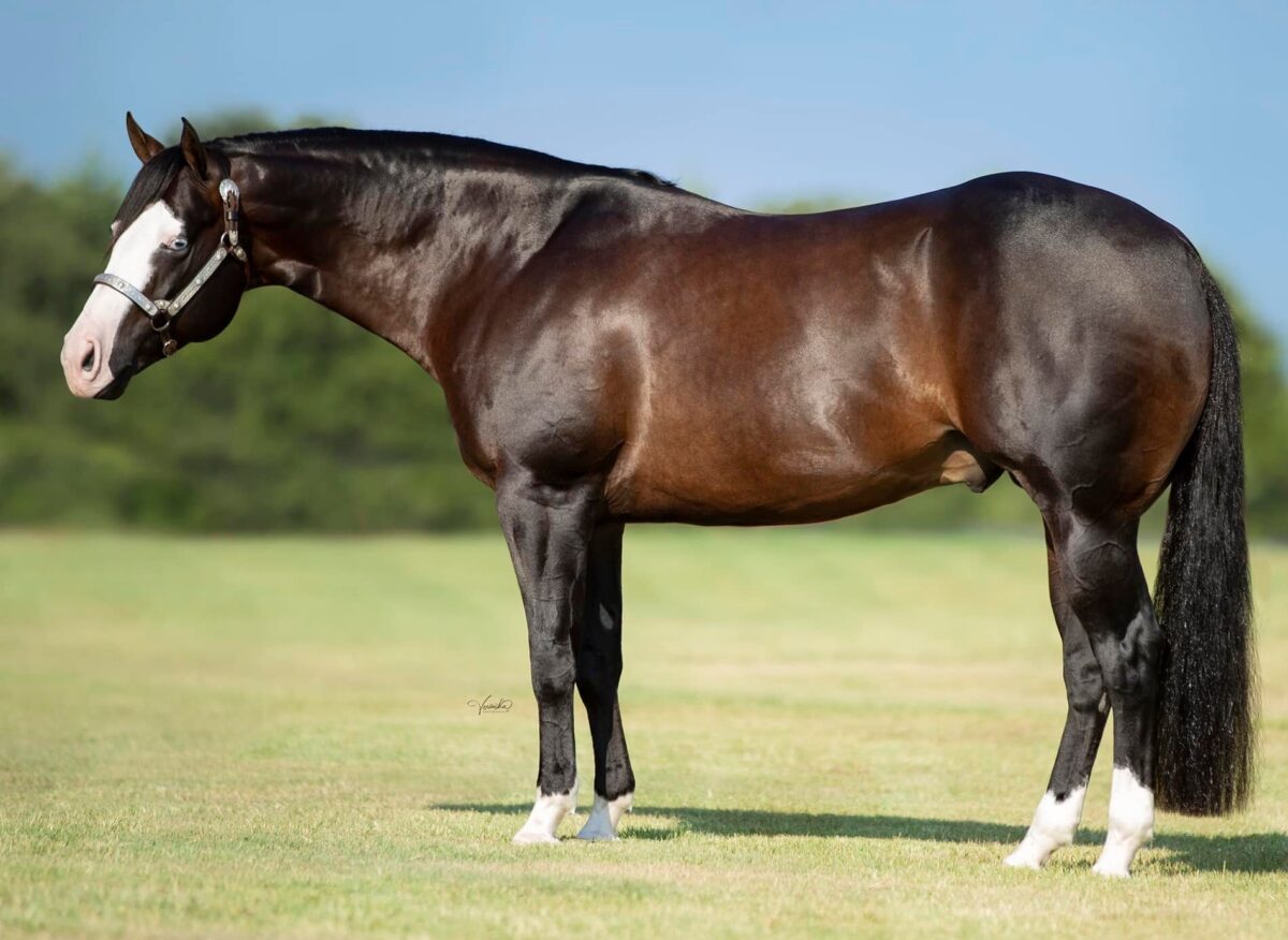 Stallion List - IN FOAL PARTNERS QUARTER HORSE STALLIONS