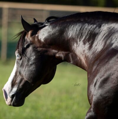 SPOOKS GOTTA OUTFIRE - IN FOAL PARTNERS QUARTER HORSE STALLIONS