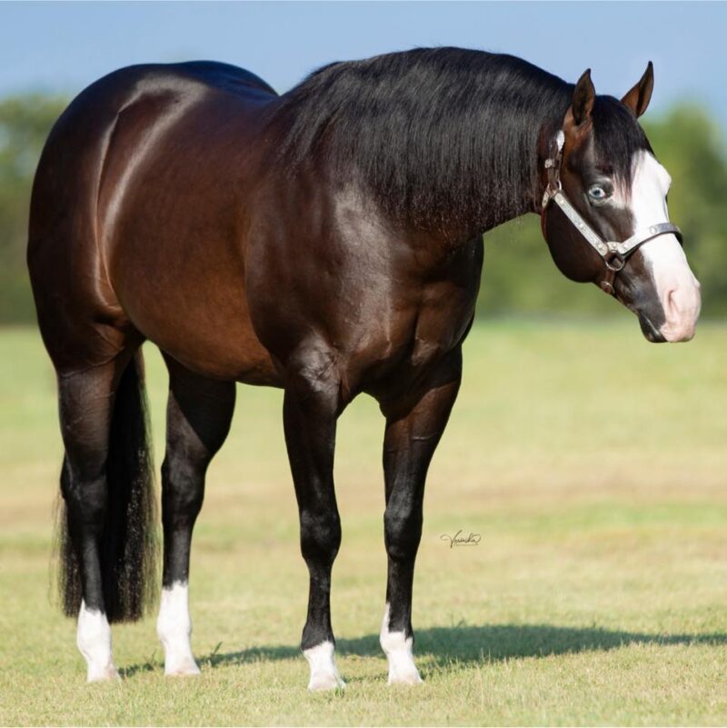 SPOOKS GOTTA OUTFIRE - IN FOAL PARTNERS QUARTER HORSE STALLIONS