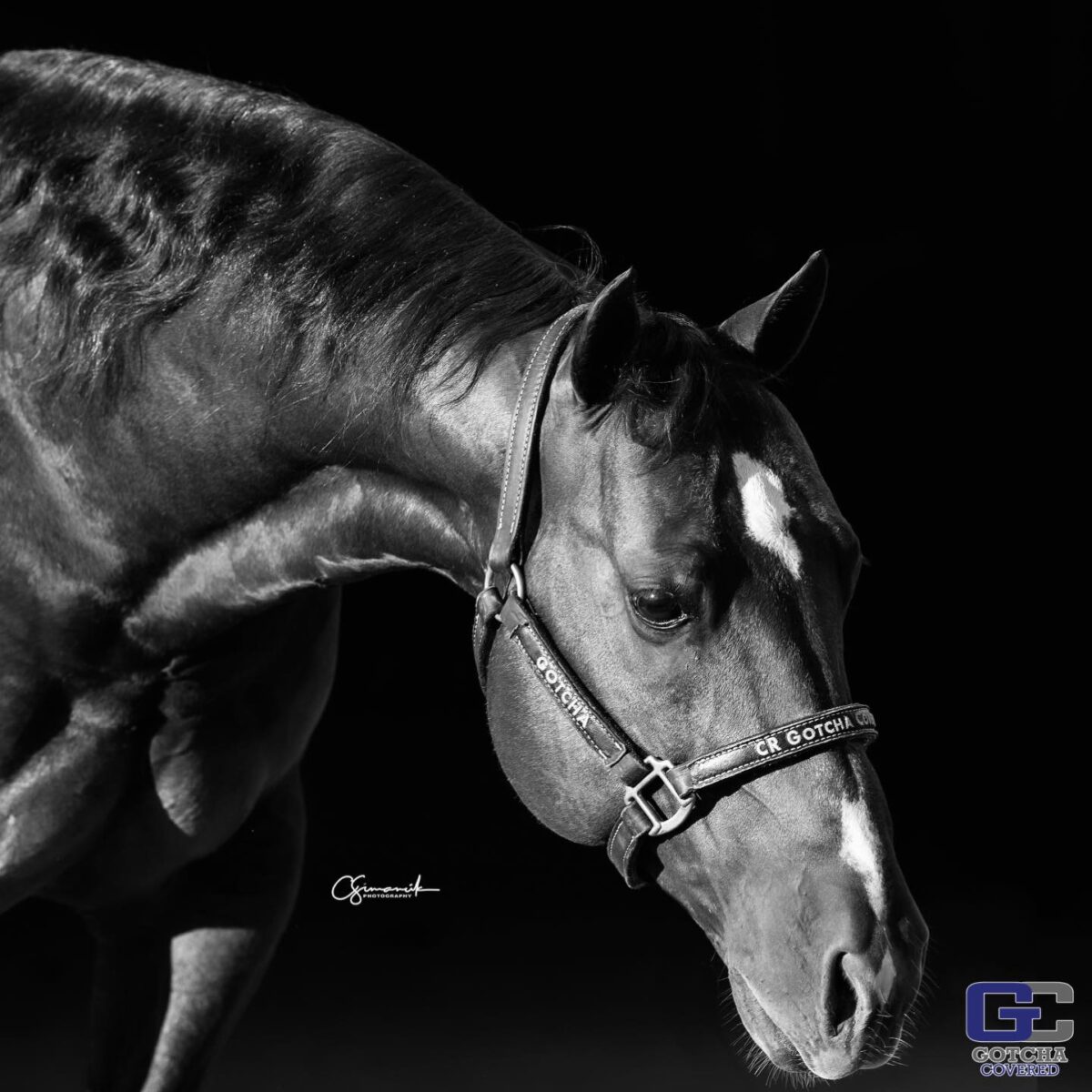CR GOTCHA COVERED - IN FOAL PARTNERS QUARTER HORSE STALLIONS