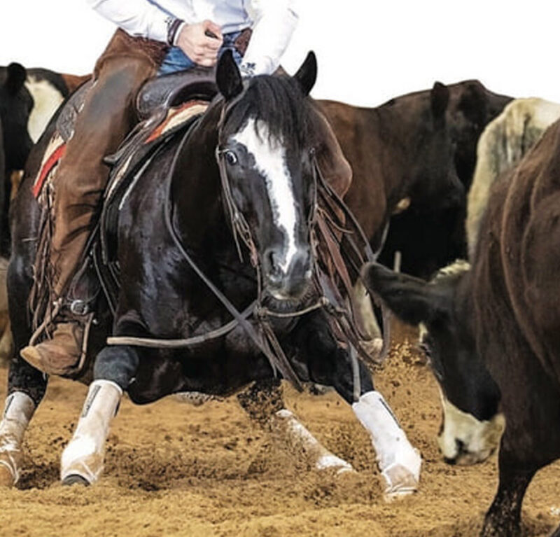 BADBOONARISING - IN FOAL PARTNERS QUARTER HORSE STALLIONS