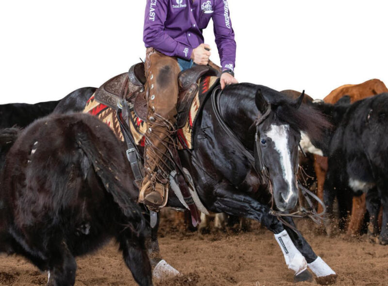 IN FOAL PARTNERS QUARTER HORSE STALLIONS – Frozen Semen, reining horses ...