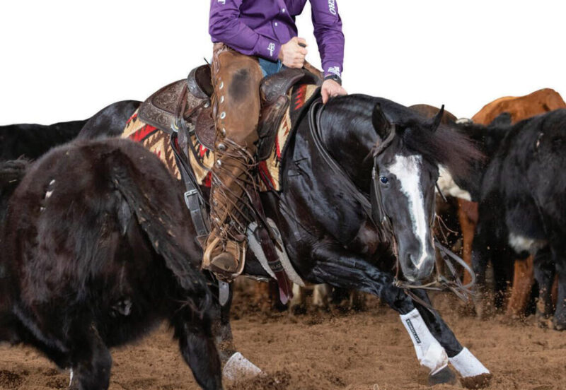 Infoal Home ENG - IN FOAL PARTNERS QUARTER HORSE STALLIONS