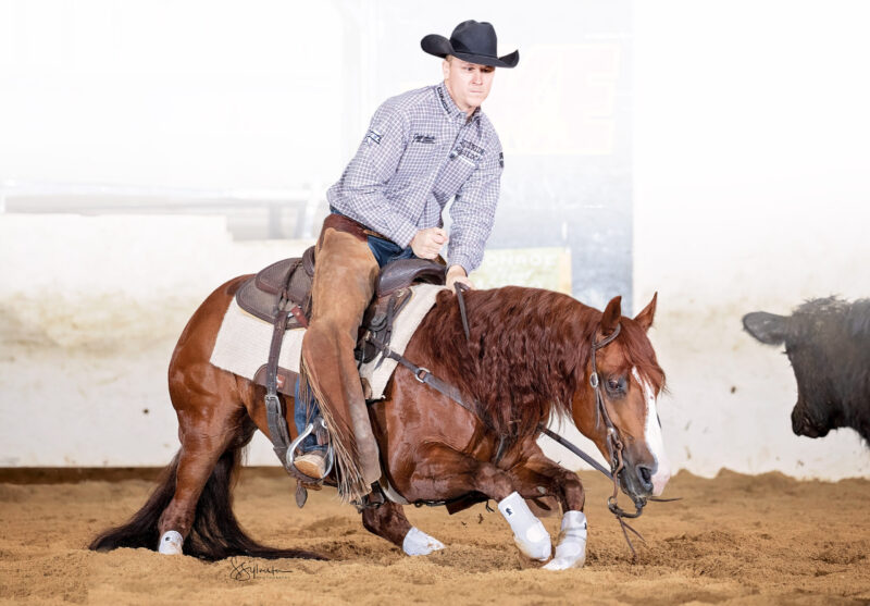 Infoal Home ENG - IN FOAL PARTNERS QUARTER HORSE STALLIONS