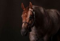 THIRD EDGE - IN FOAL PARTNERS QUARTER HORSE STALLIONS
