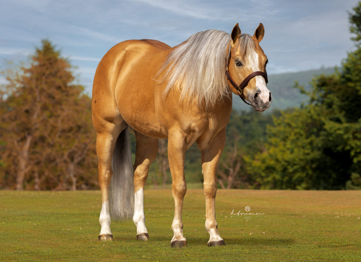 Stallion List - IN FOAL PARTNERS QUARTER HORSE STALLIONS