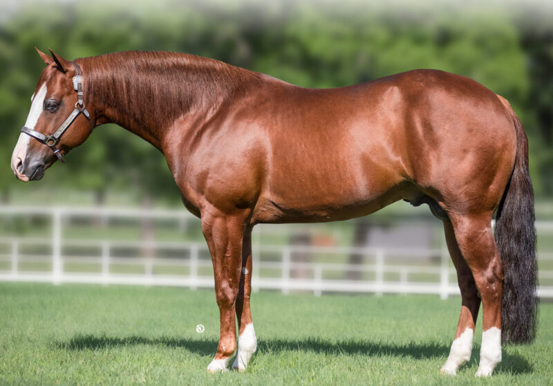 Stallion List - IN FOAL PARTNERS QUARTER HORSE STALLIONS