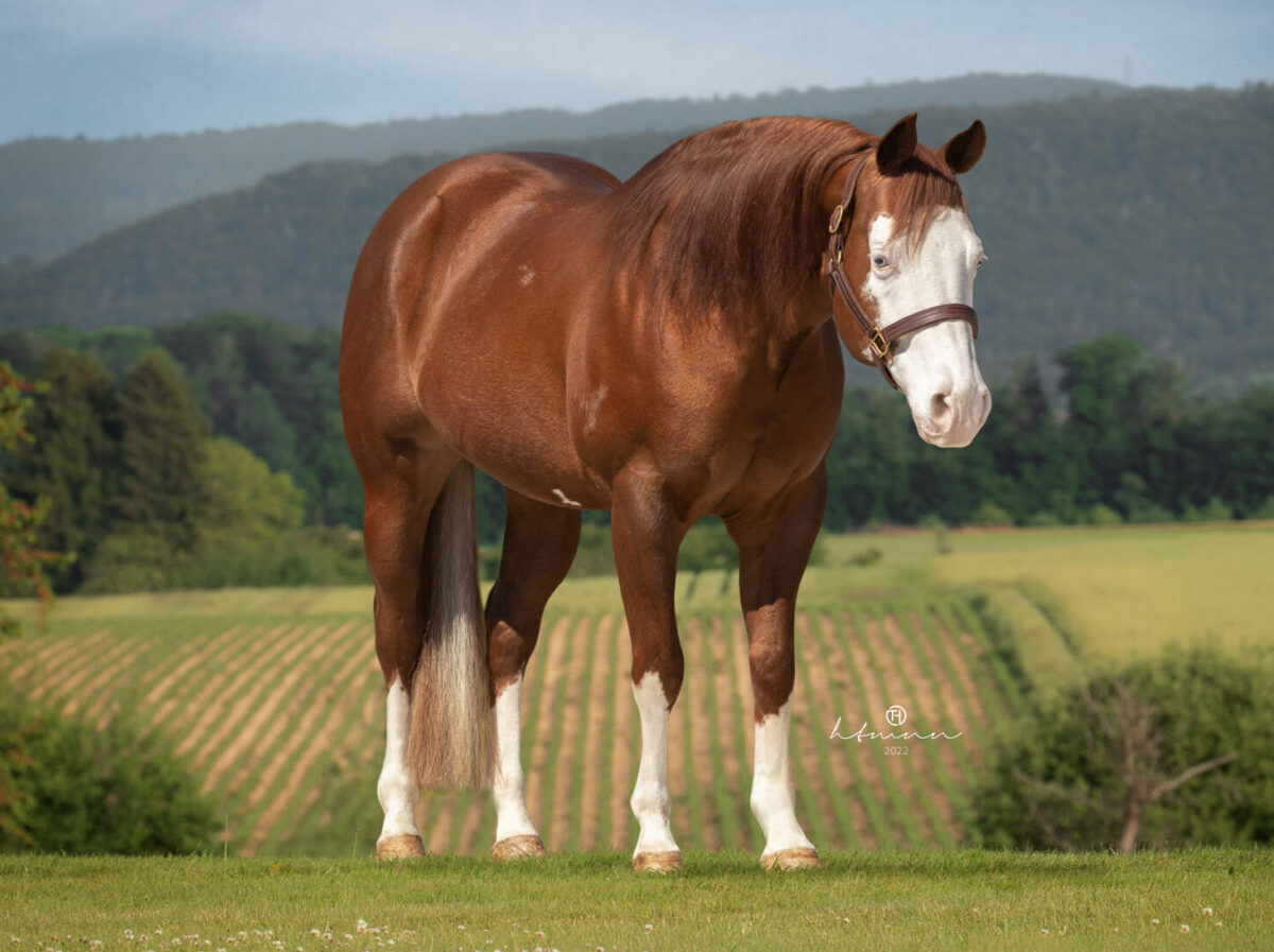 Stallion List - IN FOAL PARTNERS QUARTER HORSE STALLIONS