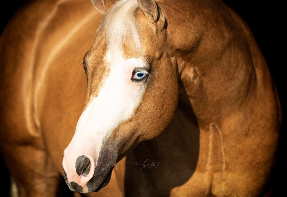 Stallion List - IN FOAL PARTNERS QUARTER HORSE STALLIONS