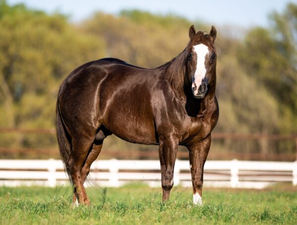 Stallion List - IN FOAL PARTNERS QUARTER HORSE STALLIONS