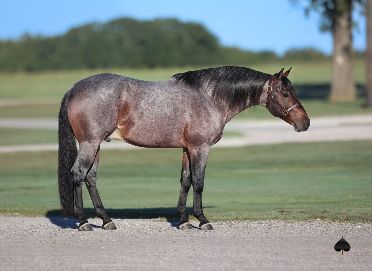 Stallion List - IN FOAL PARTNERS QUARTER HORSE STALLIONS