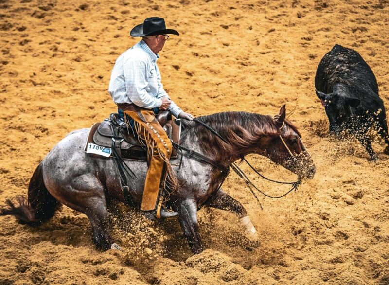 Stallion List - IN FOAL PARTNERS QUARTER HORSE STALLIONS