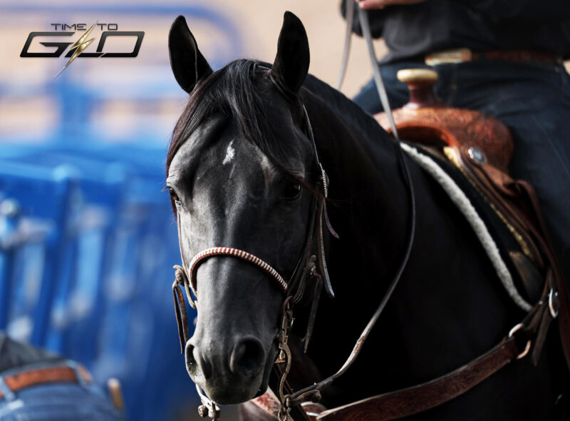 Stallion List - IN FOAL PARTNERS QUARTER HORSE STALLIONS