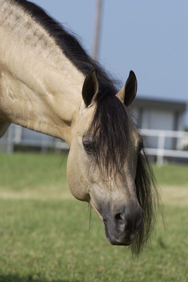 HOLLYWOOD DUN IT - IN FOAL PARTNERS QUARTER HORSE STALLIONS