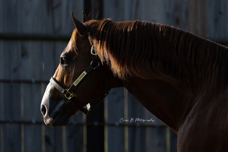 EDDIE STINSON - IN FOAL PARTNERS QUARTER HORSE STALLIONS